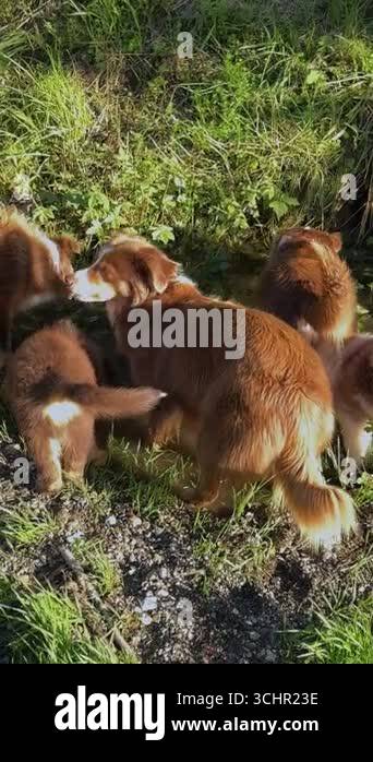 Playful dogs joyfully explore outdoors by a sparkling stream ...