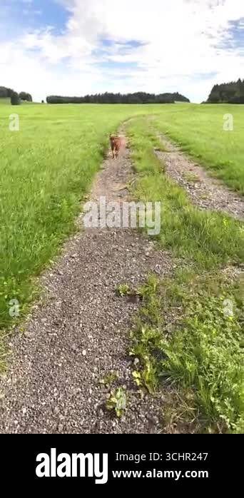 Joyful dogs run excitedly along a gravel path through a lush green ...