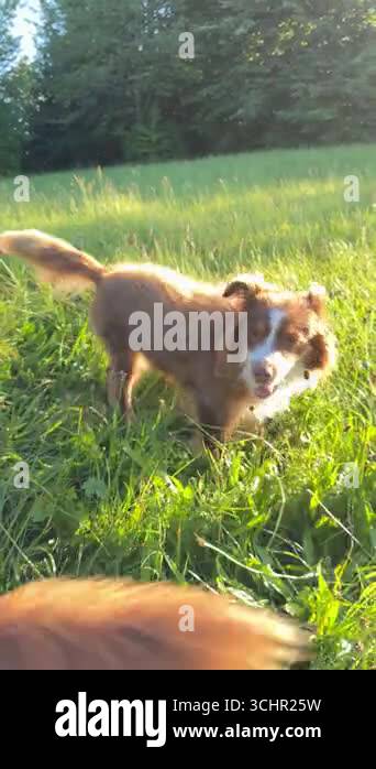 Two lively dogs are joyfully enjoying a playful moment together in a ...