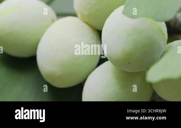 Tokyo, Japan - August 8, 2025: Immature Gingko nuts on a branch Stock ...
