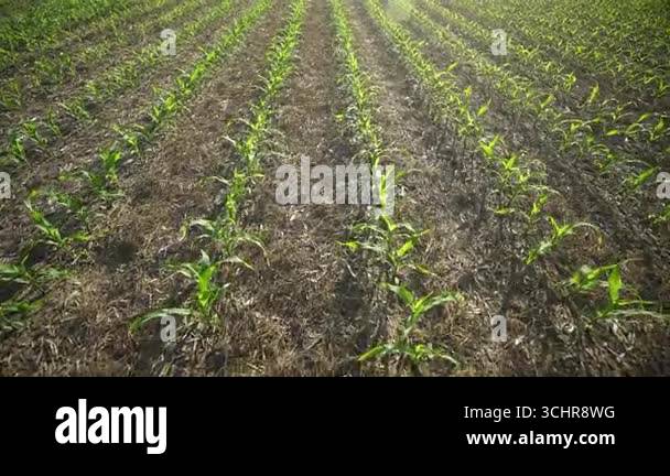 Cornfield. Planting corn on fertile land. Corn plants growing. Rural ...