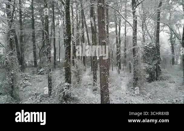 Snow covers trees in winter forest. Snowy forest scene. Winter time ...