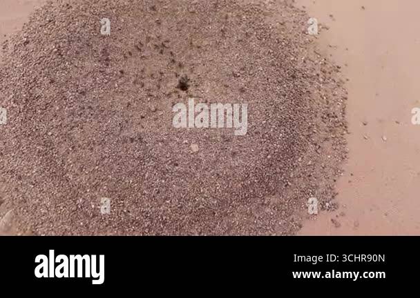 Close-up of a huge anthill with ants entering and exiting. The video ...