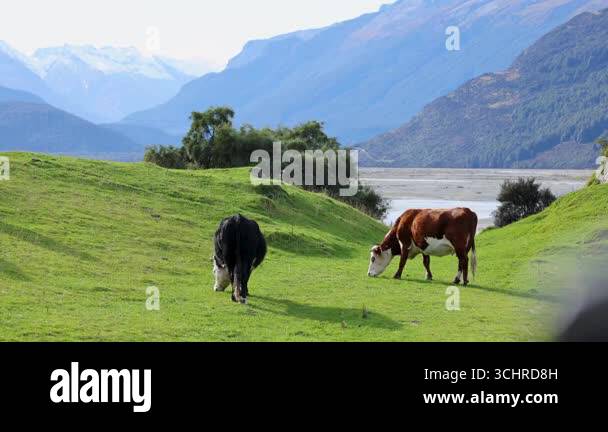 Two cattle graze peacefully on a lush hillside with mountains and a ...