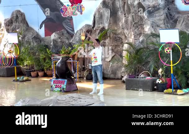 Sea lion performs tricks with trainer Stock Video Footage - Alamy