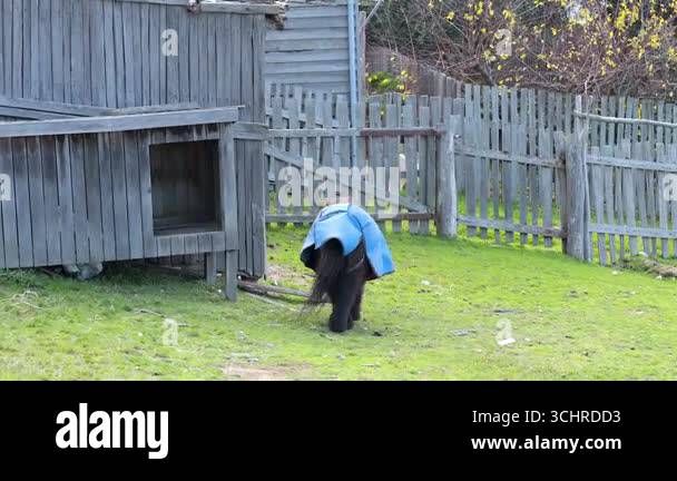 A Shetland pony in a blue coat grazing Stock Video Footage - Alamy