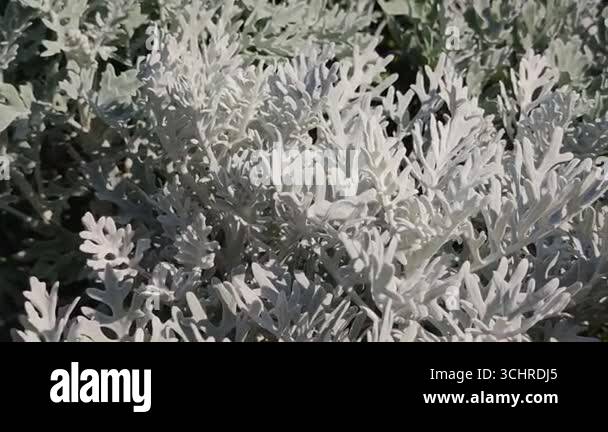Unusual blue-gray plant Cineraria maritima street flowers silver leaf ...
