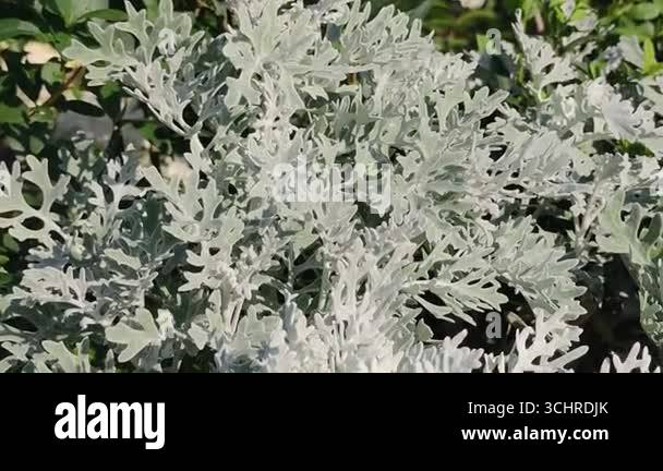 Unusual blue-gray plant Cineraria maritima street flowers silver leaf ...