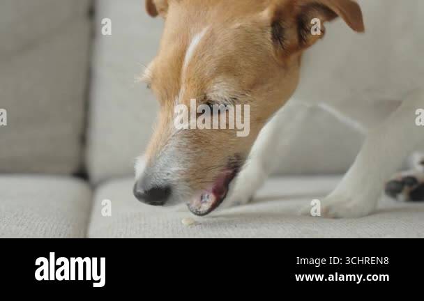 Close-up of small dog eating food from a sofa surface indoors. Pet ...