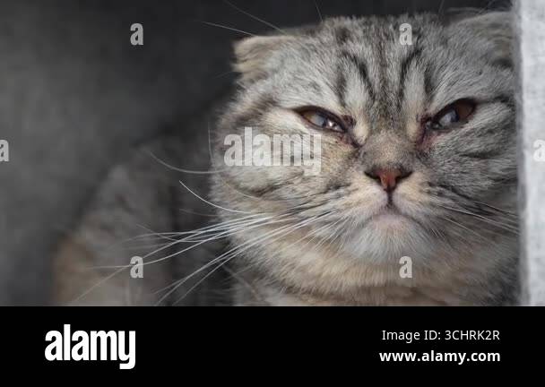 Grumpy looking cat Stock Videos & Footage - HD and 4K Video Clips - Alamy