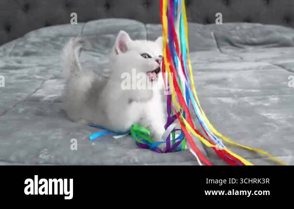 striped pet kitten playing with rainbow ribbons at home. A cute cat is ...