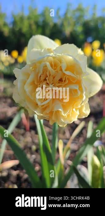 Narcissus. Beautiful flower narcissus. Blooming narcissus flower with ...
