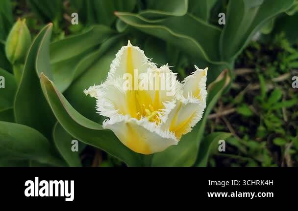 Tulip. Beautiful blooming tulip flower. Blooming tulip flower with ...