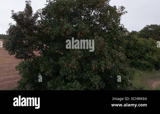 Aerial view of tree transitioning over serene countryside landscape at ...