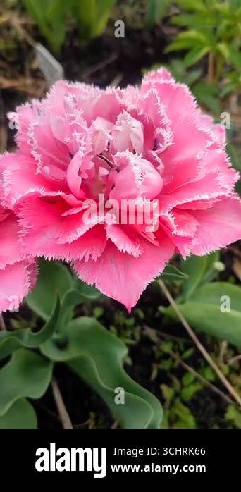 Tulip. Beautiful blooming tulip flower. Blooming tulip flower with pink ...