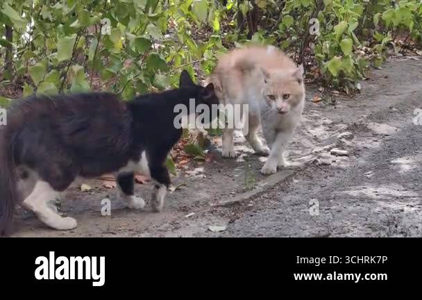 A ginger cat hisses defensively with an arched back and raised fur at ...