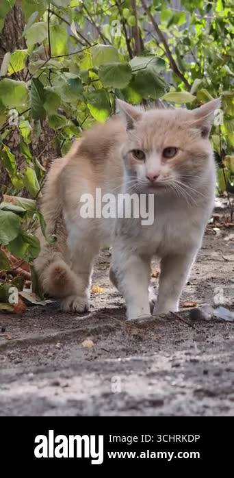 Vertical close-up of a tense ginger and white stray cat with its fur ...