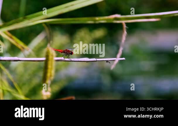 A detailed macro view of a vibrant red dragonfly perched on a thin twig ...
