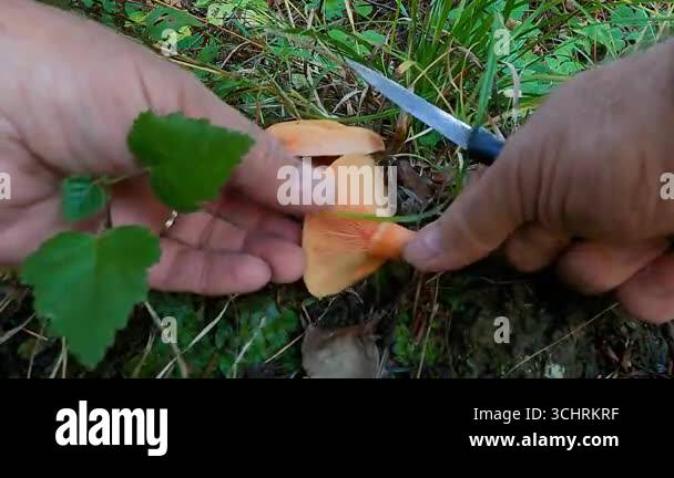 Wild mushrooms picking up, two nice specimen of Lactarius Deliciosus or ...