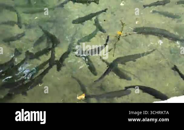 Trout in water.A school of trout swiftly gliding through the water.Fish ...
