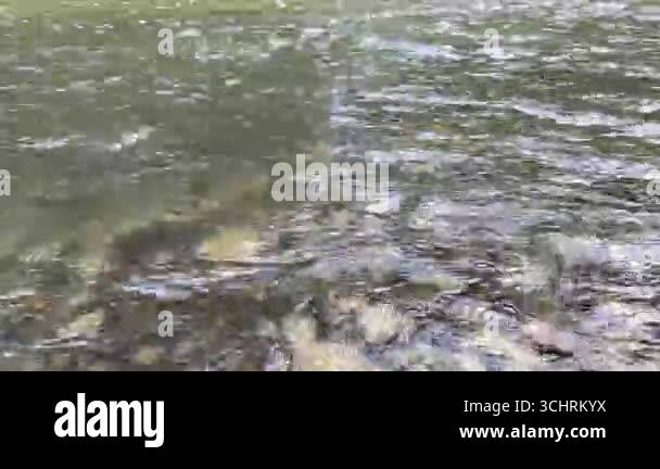 Fast flowing stream of clear water in a shallow river, natural fresh ...