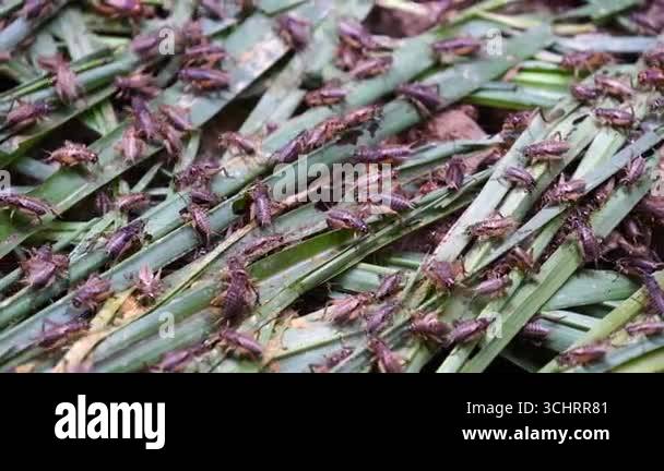 Many crickets in a insect farm in Dalat, Vietnam, close up Stock Video ...