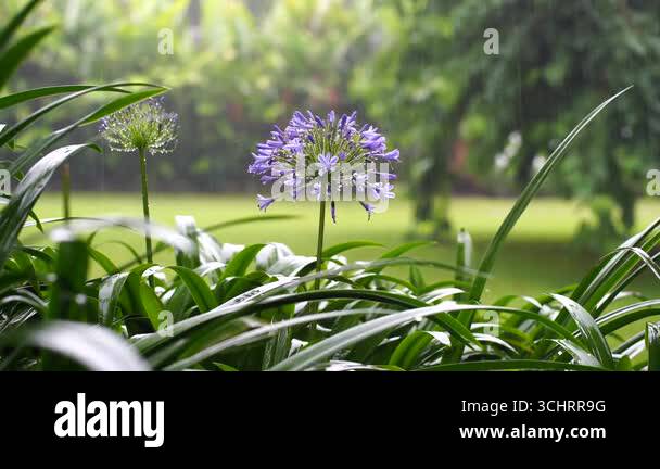 Agapanthus praecox, blue lily flower during tropical rain, close up ...