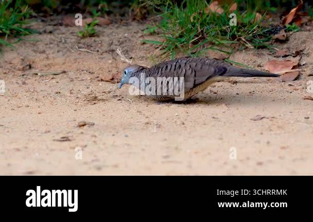 A zebra dove walks along a sandy path in Rama9 Park, Bangkok. Natural ...