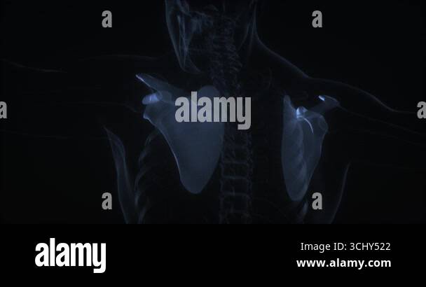 Glenoid fossa Stock Videos & Footage - HD and 4K Video Clips - Alamy