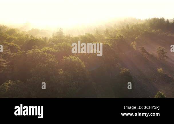 Morning fog over a forest with rays of sunlight in early summer morning ...