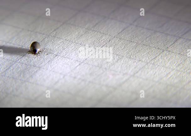 A tick removed from a human on a white sheet of paper Stock Video ...