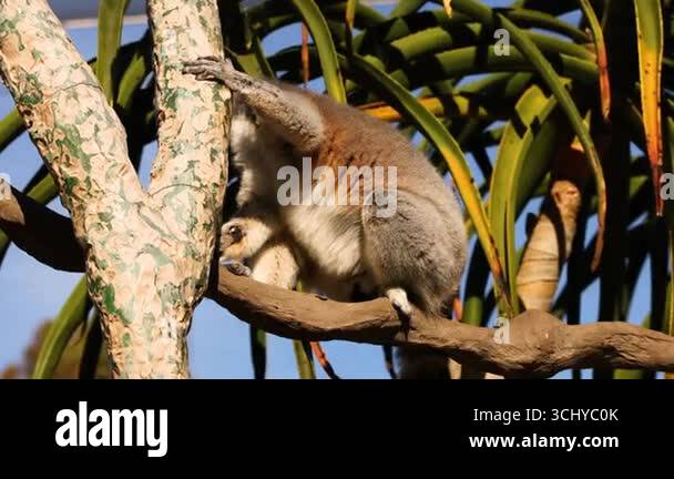 Lemur climbing a tree branch in Melbourne zoo Stock Video Footage - Alamy