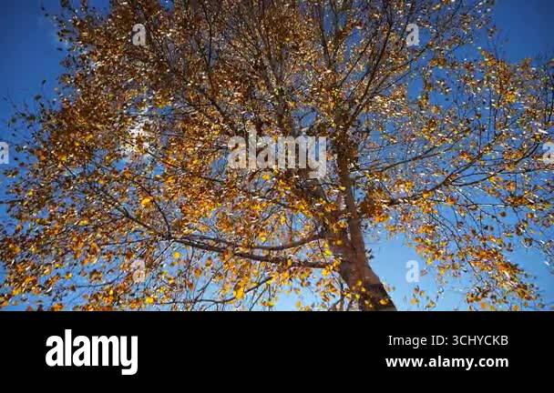 View to tree top of birch with yellow maple leaves at sunny autumn day. Branches with lush ...