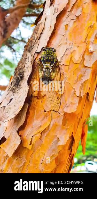 A cicada sits on a tree at summer, closeup shot. Singing loudly to call ...