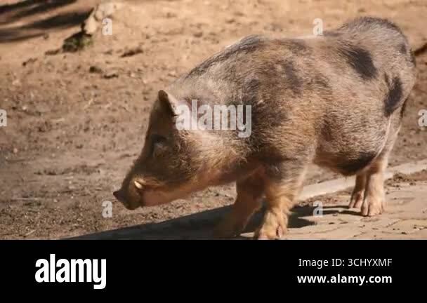 A wild boar roams freely through its natural habitat, showcasing its ...