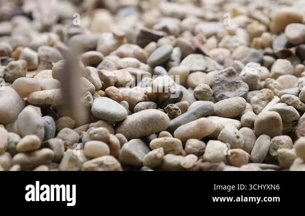 Various shapes and sizes of pebbles forming a natural surface Stock ...