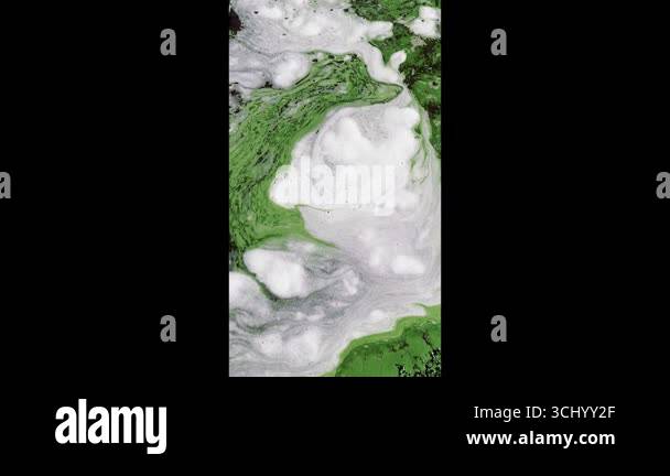Green algae and white foam create an abstract pattern on the waters ...
