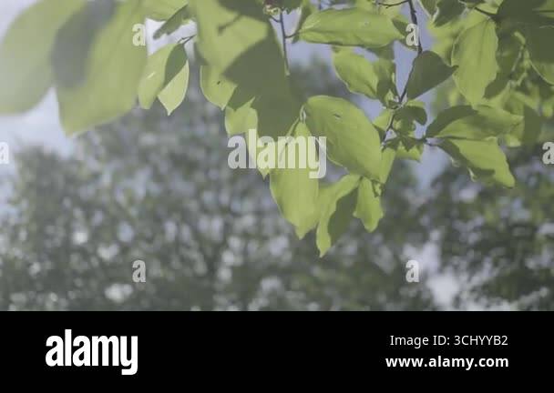 Close-Up of Tree Leaves with Gentle Camera Movement and Clear Summer ...