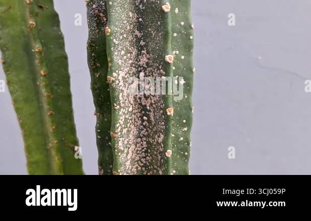 Aspidiotus destructor or kutu balok on cactus plant Stock Video Footage ...