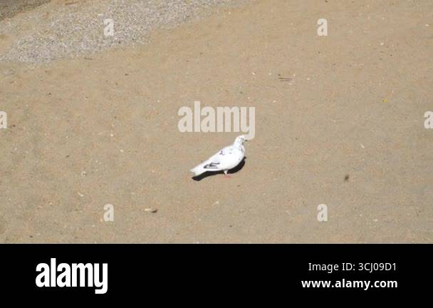 Dead wood pigeon Stock Videos & Footage - HD and 4K Video Clips - Alamy