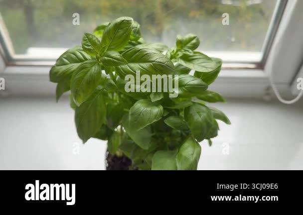 Mini leaf basil Stock Videos & Footage - HD and 4K Video Clips - Alamy