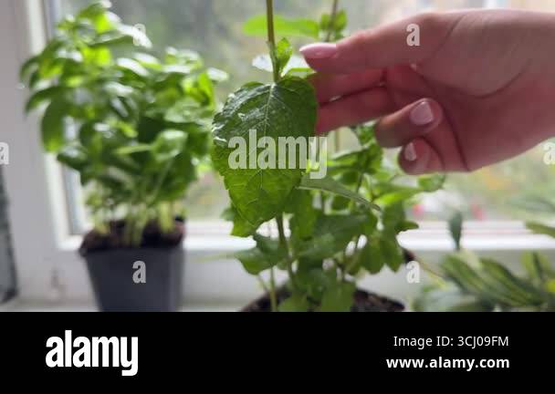 pick a mint leaf from a flowerpot on the window. High quality 4k ...