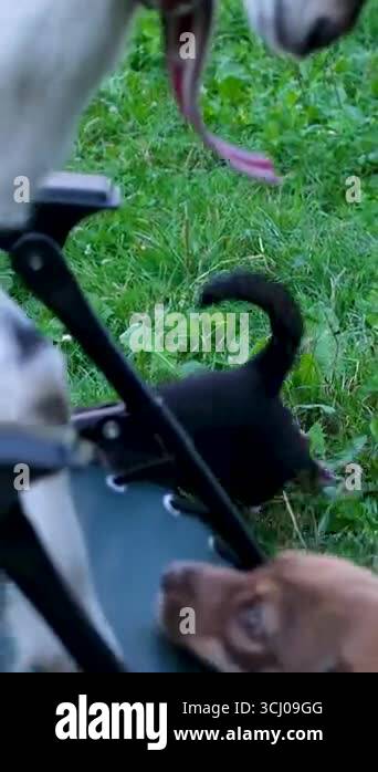 goat fights with dog animals are friends small dog puppy approaches ...