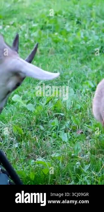 goat fights with dog animals are friends small dog puppy approaches ...