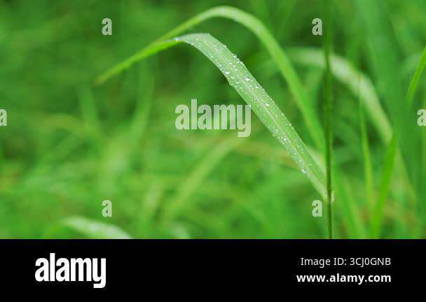 Rain falling in green forest and trail Stock Video Footage - Alamy