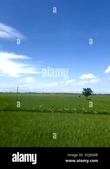 Beautiful view of large green rice padi fields and beautiful clusters ...