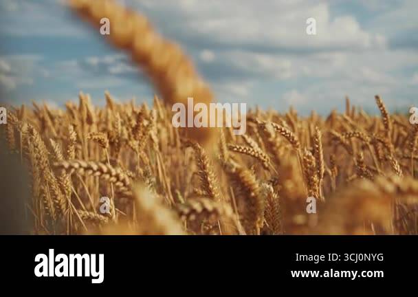 Shot of dry wheat field ears. Blurred footage. Rural scene ...