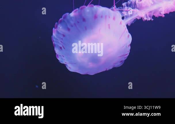 Neon colorful white transparent amazing jellyfish moving slowly ...