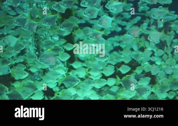 Beautiful scene of colorful green glass fishes swimming in huge ...