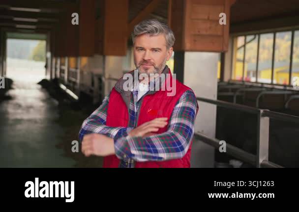 Farmer breeding milking cows. Gray-haired man in plaid shirt and red ...